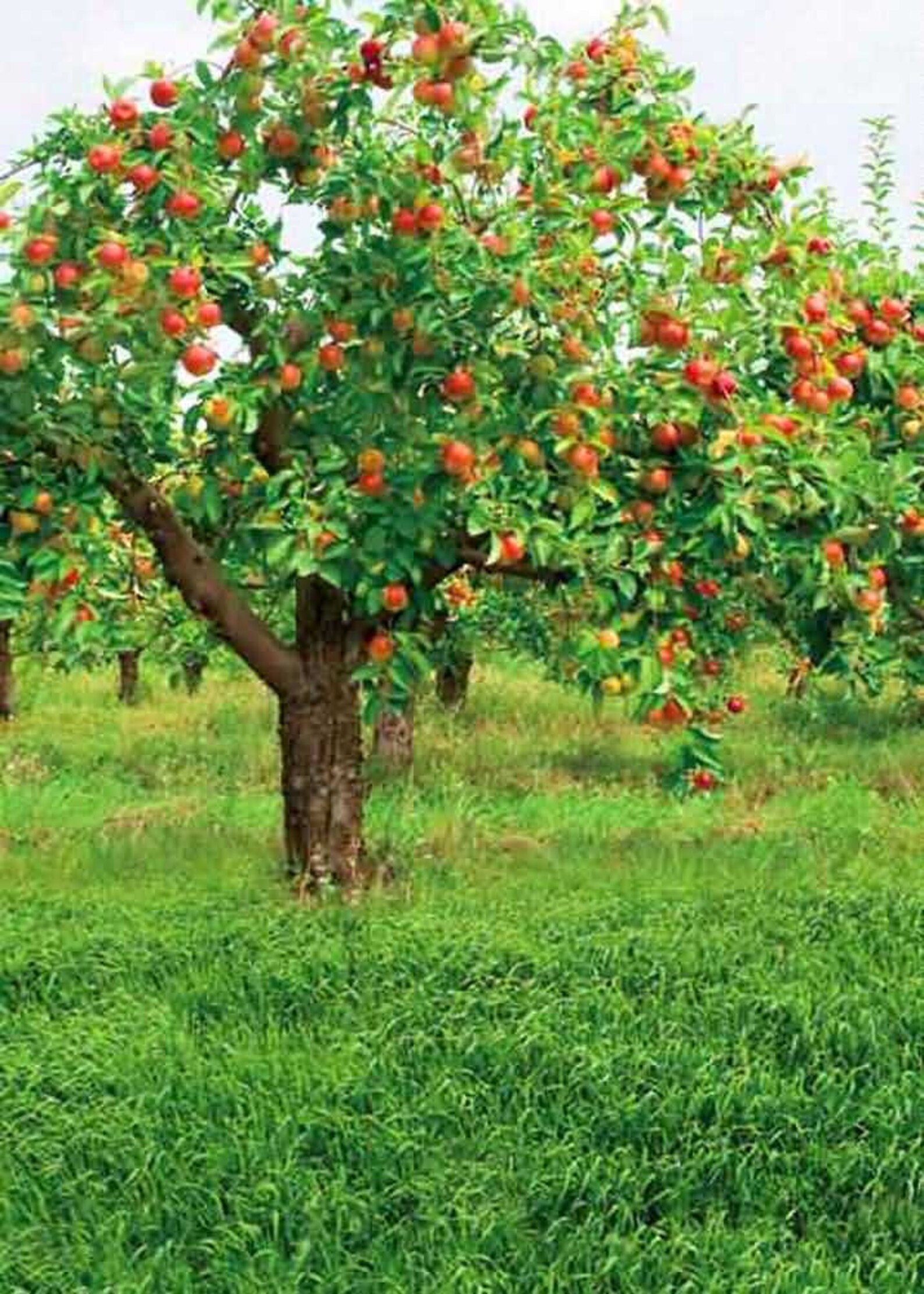 Apple Tree Backdrop Computer Printed Photography Background | Etsy