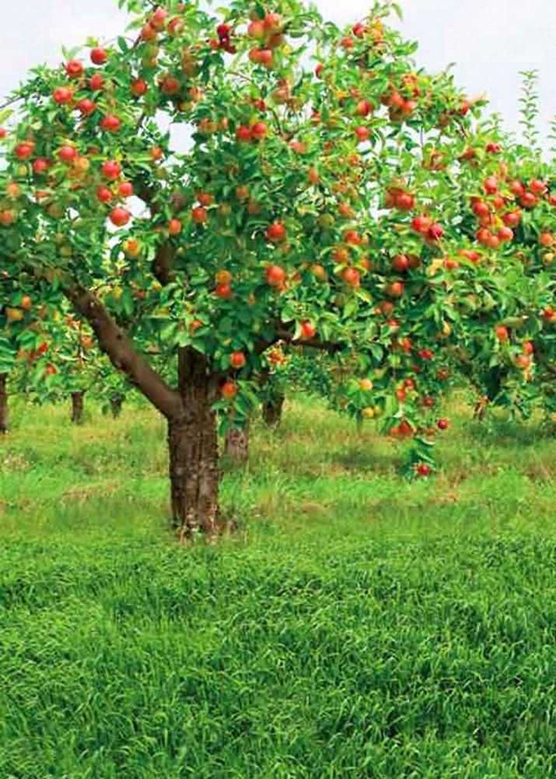Apple Tree Backdrop Computer Printed Photography Background | Etsy