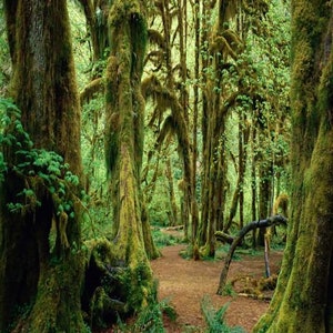 Mysterious Forest Backdrop Computer Printed Photography | Etsy