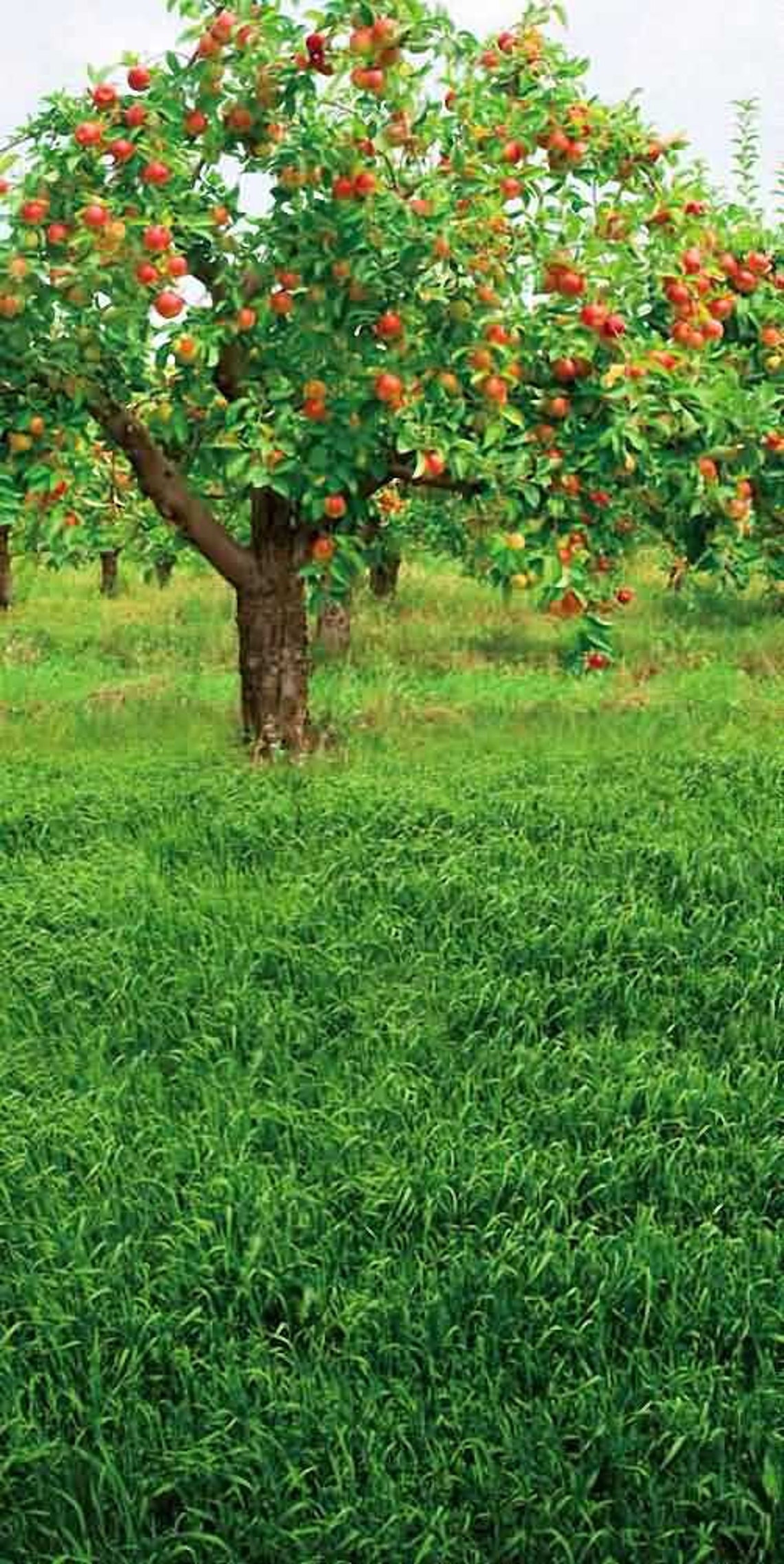 Apple Tree Backdrop Computer Printed Photography Background | Etsy