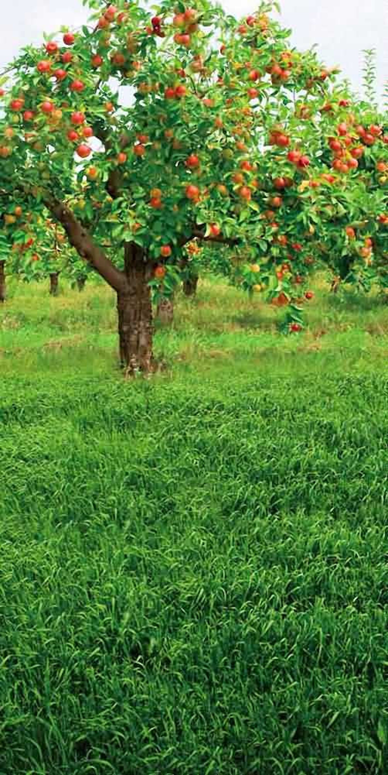 Apple Tree Backdrop Computer Printed Photography Background | Etsy