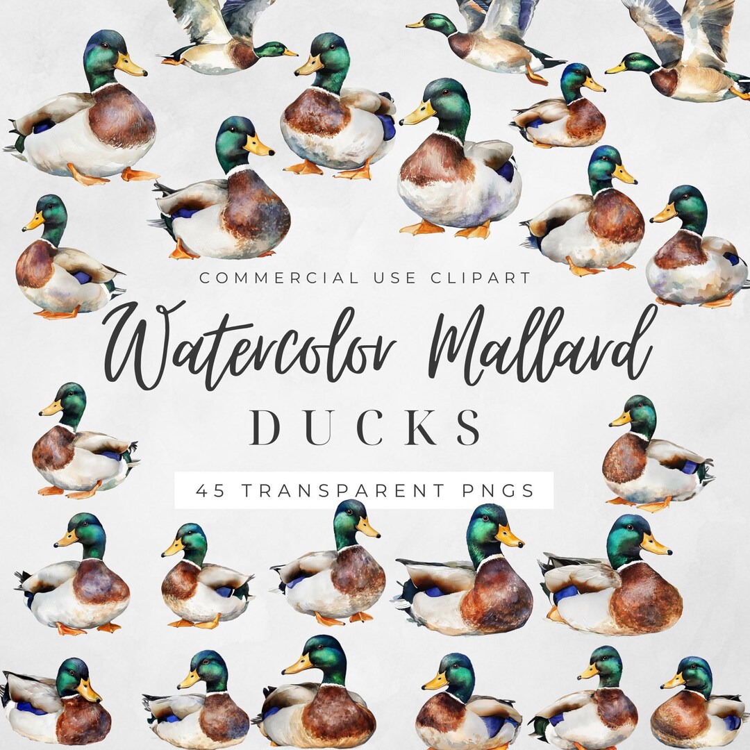 Mallard Duck Clipart Pack | 45 Images | 300 DPI | Transparent ...