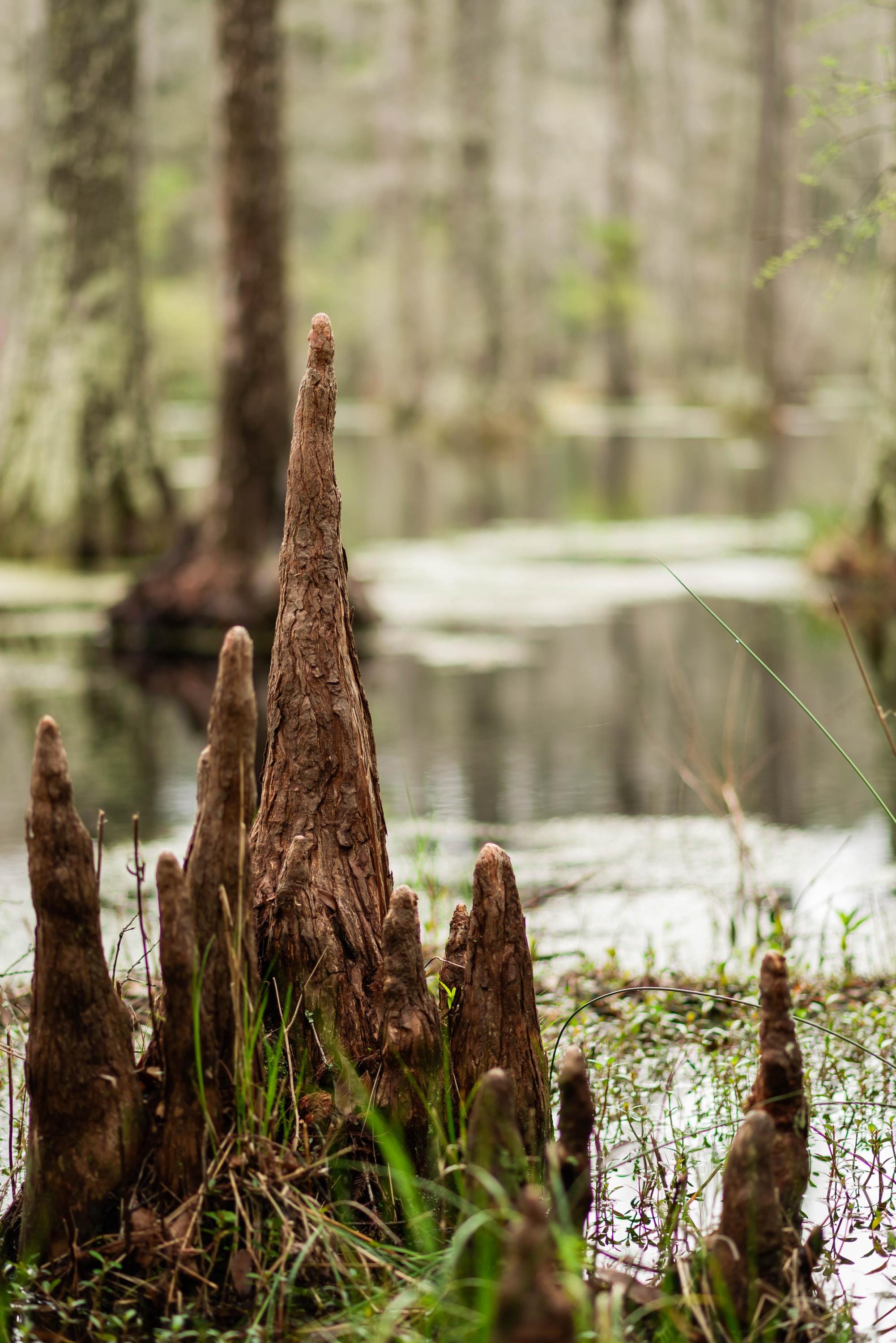 Cypress Gardens - Nature Photo - Digital Download - Etsy