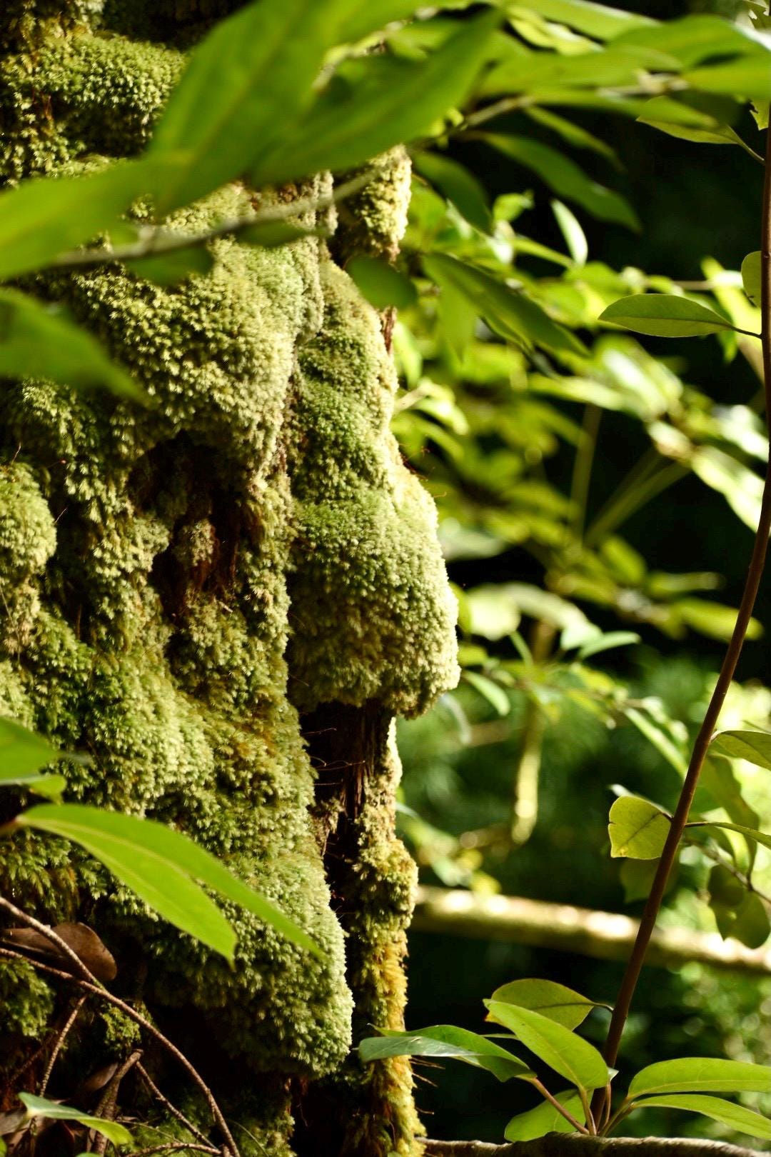 Hawaii Greenery Moss Photograph - Color - Digital Download - Etsy