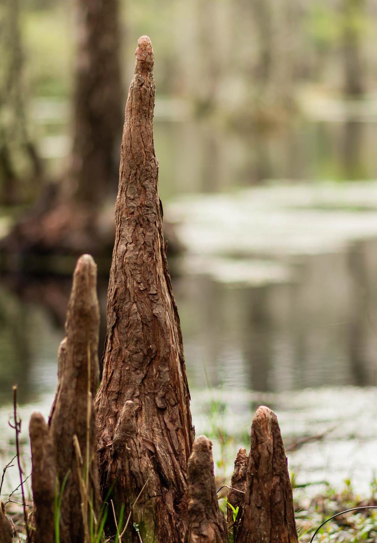 Cypress Gardens - Nature Photo - Digital Download - Etsy