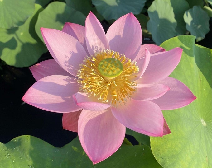 Nelumbo Nucifera （荷花） Beautiful Pink LOTUS - Lotus Root (rhizome) 荷花根 ...