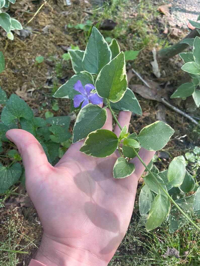 2 Large Periwinkle (vinca Major) Sproutlings - Great Flowering Ground ...