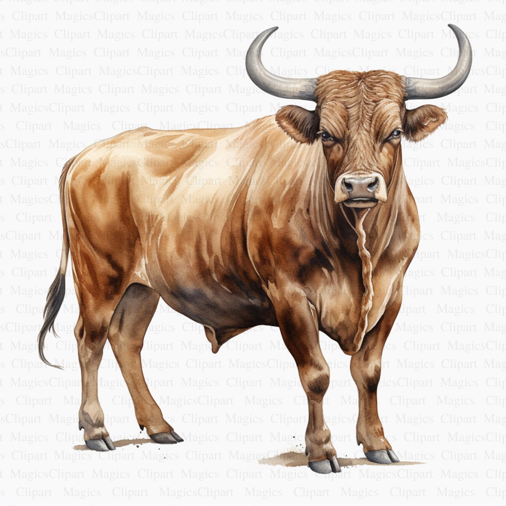 Bull Clipart | 5 High Quality Jpgs | Digital Download | Card Making ...