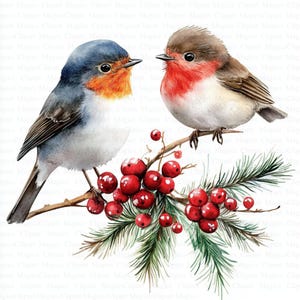 Various Christmas Birds Clipart | Robin | 5 High Quality Jpgs | Digital ...