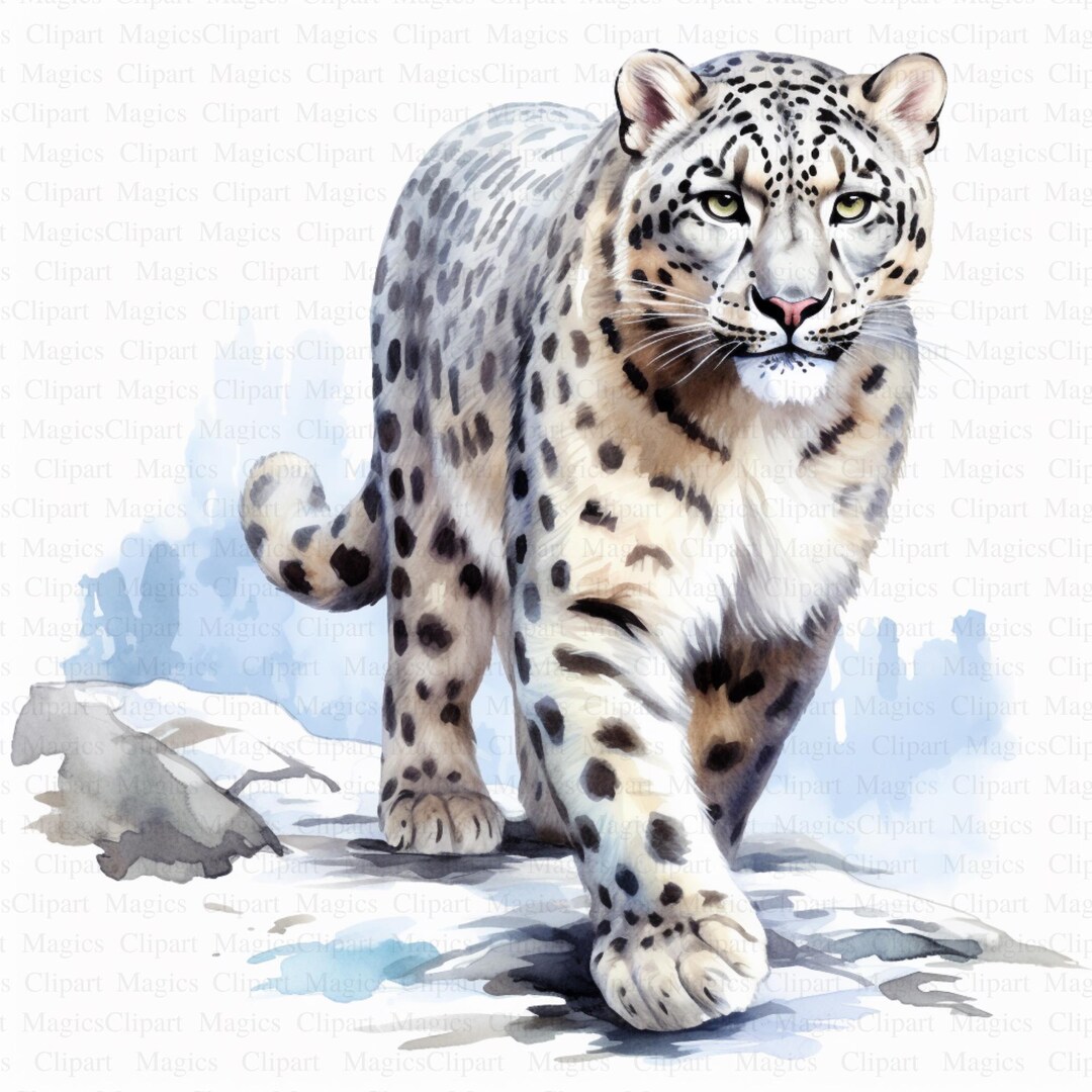 Snow Leopard Clipart | 5 High Quality Jpgs | Instant Digital Download ...