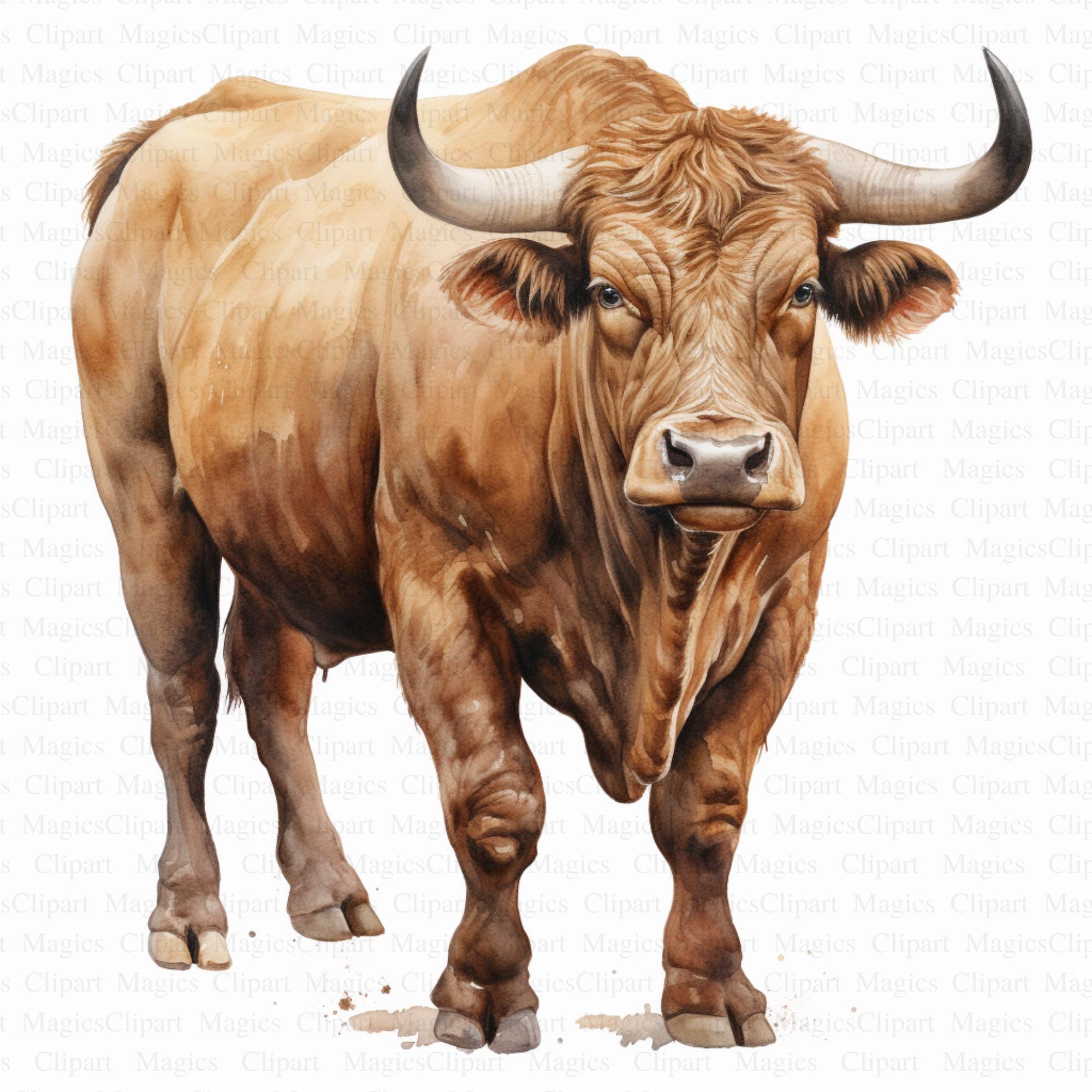 Bull Clipart | 5 High Quality Jpgs | Digital Download | Card Making ...