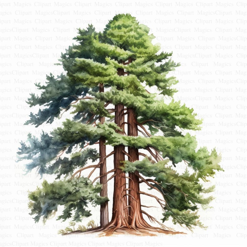 Sequoia Trees Clipart 5 High Quality Jpgs Digitaldownload Card Making ...