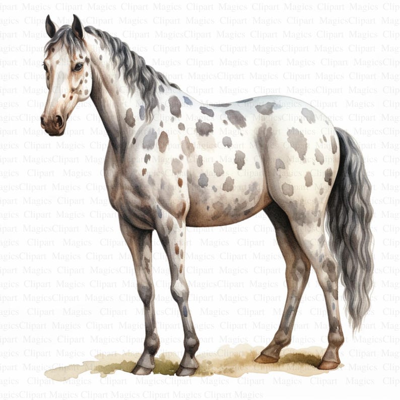 Appaloosa Horse Clipart 5 High Quality Jpgs Digital Download Card ...