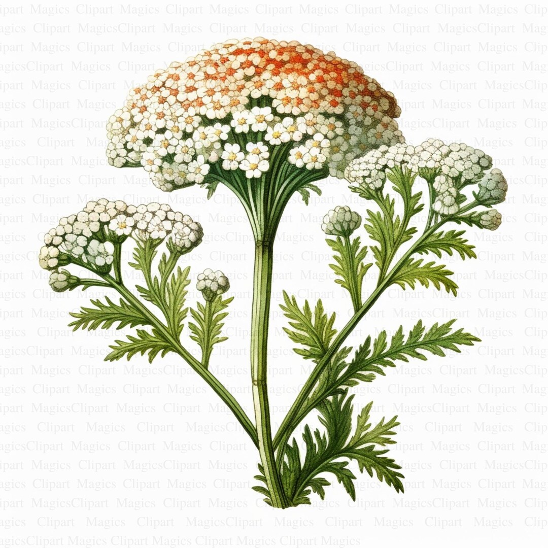 Yarrow Clipart 5 High Quality Jpgs Digital Download Scrapbooking Card ...