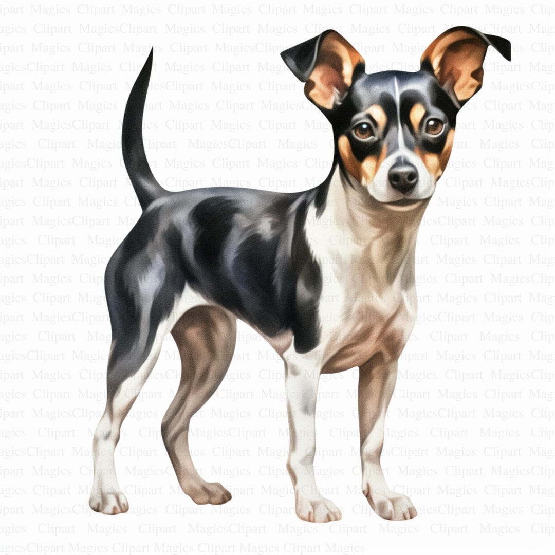 Rat Terrier Clipart 5 High Quality Jpgs Digitaldownload Journaling Card ...