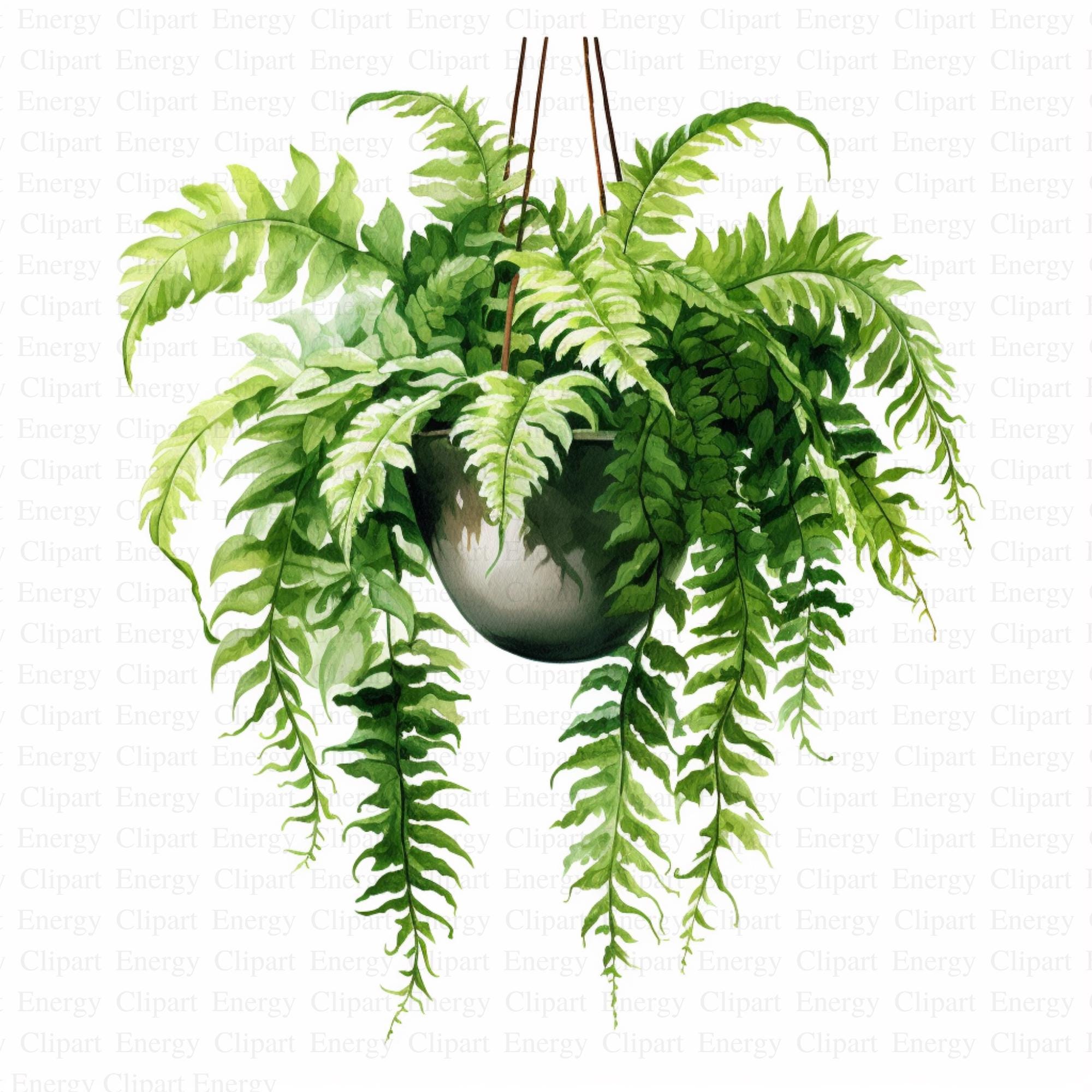 Hanging Fern Clipart | Watercolor Potted Plant (digital Download) - Etsy