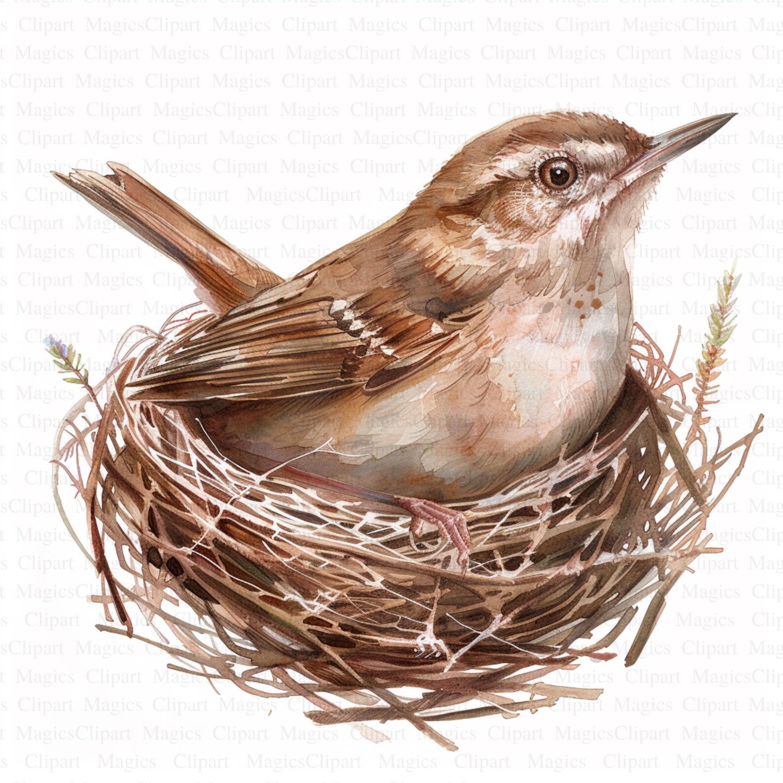 Wren Clipart | 5 High Quality Jpgs | Digital Download | Card Making ...