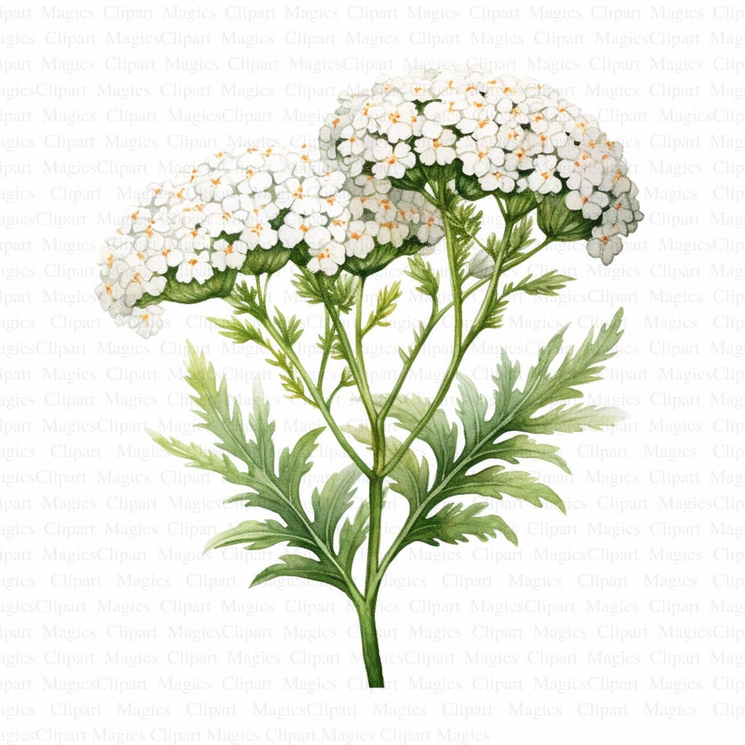 Yarrow Clipart 5 High Quality Jpgs Digital Download Card Making ...