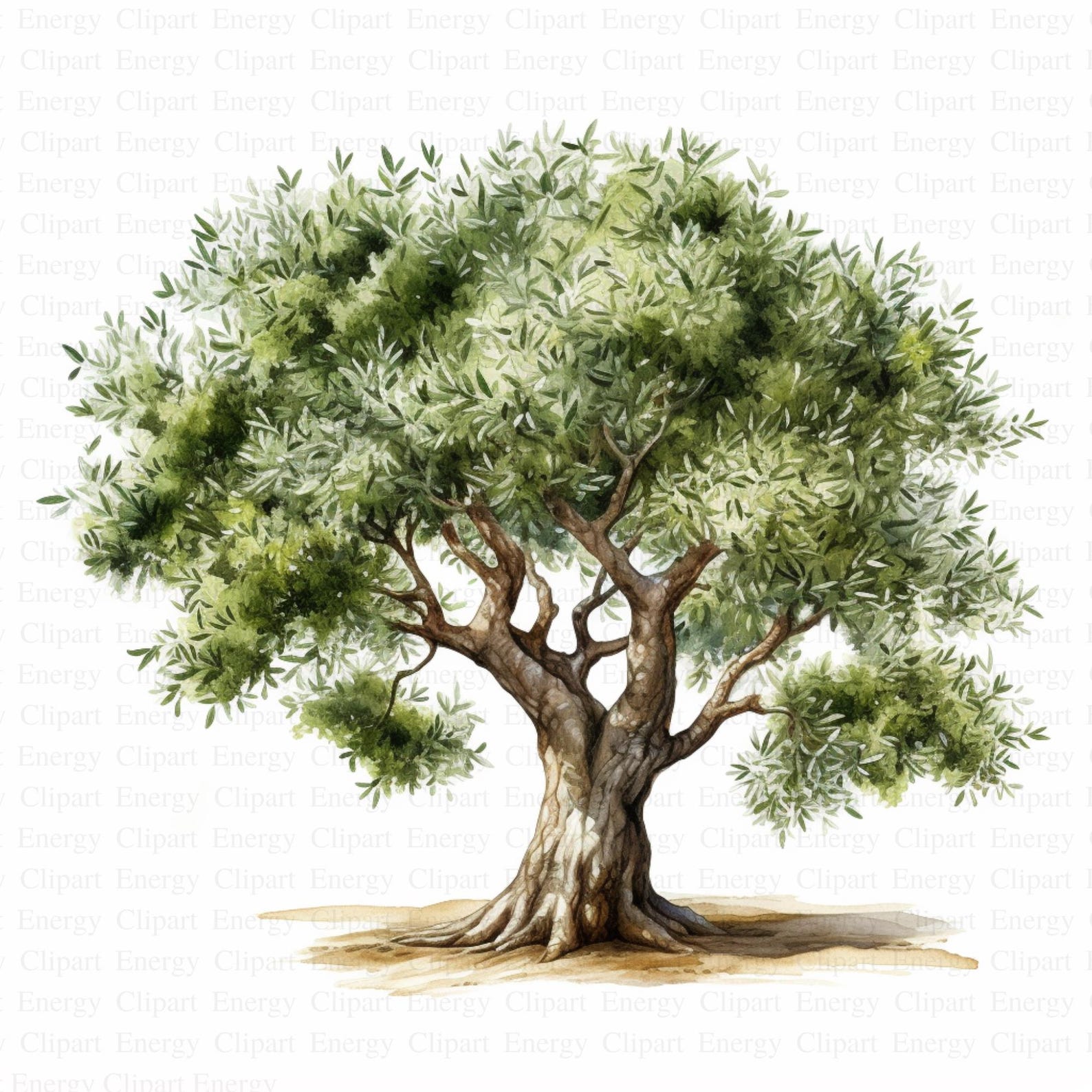 Olive Trees Clipart | 5 High Quality Jpgs | Digital Download | Card ...