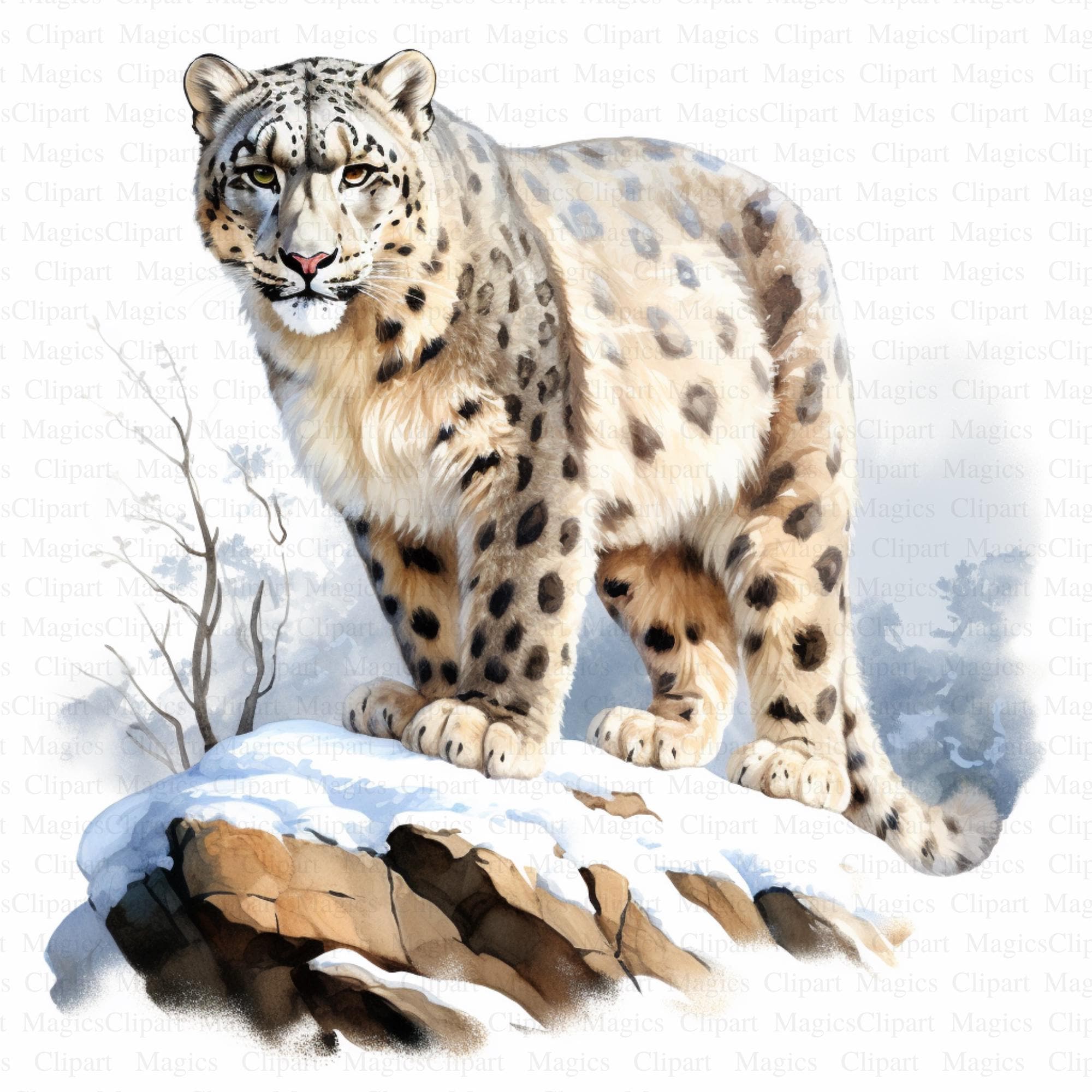 Snow Leopard Clipart | 5 High Quality Jpgs | Instant Digital Download ...