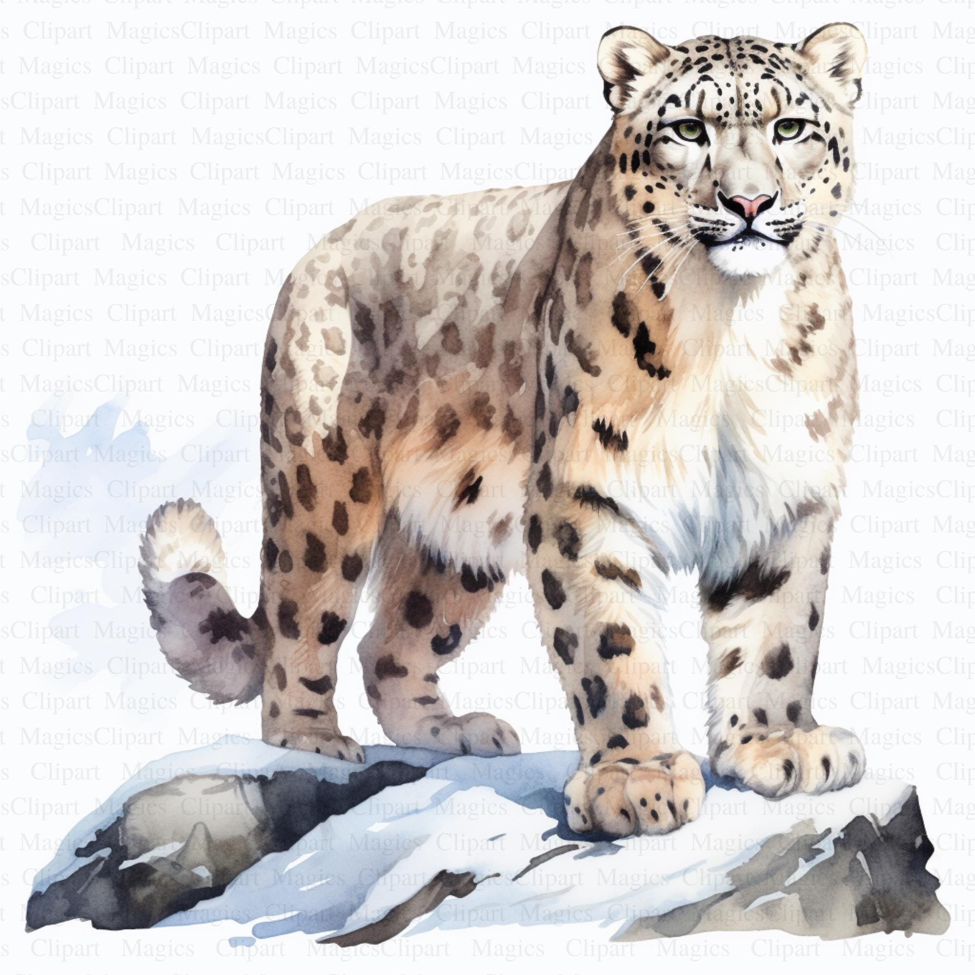 Snow Leopard Clipart | 5 High Quality Jpgs | Instant Digital Download ...