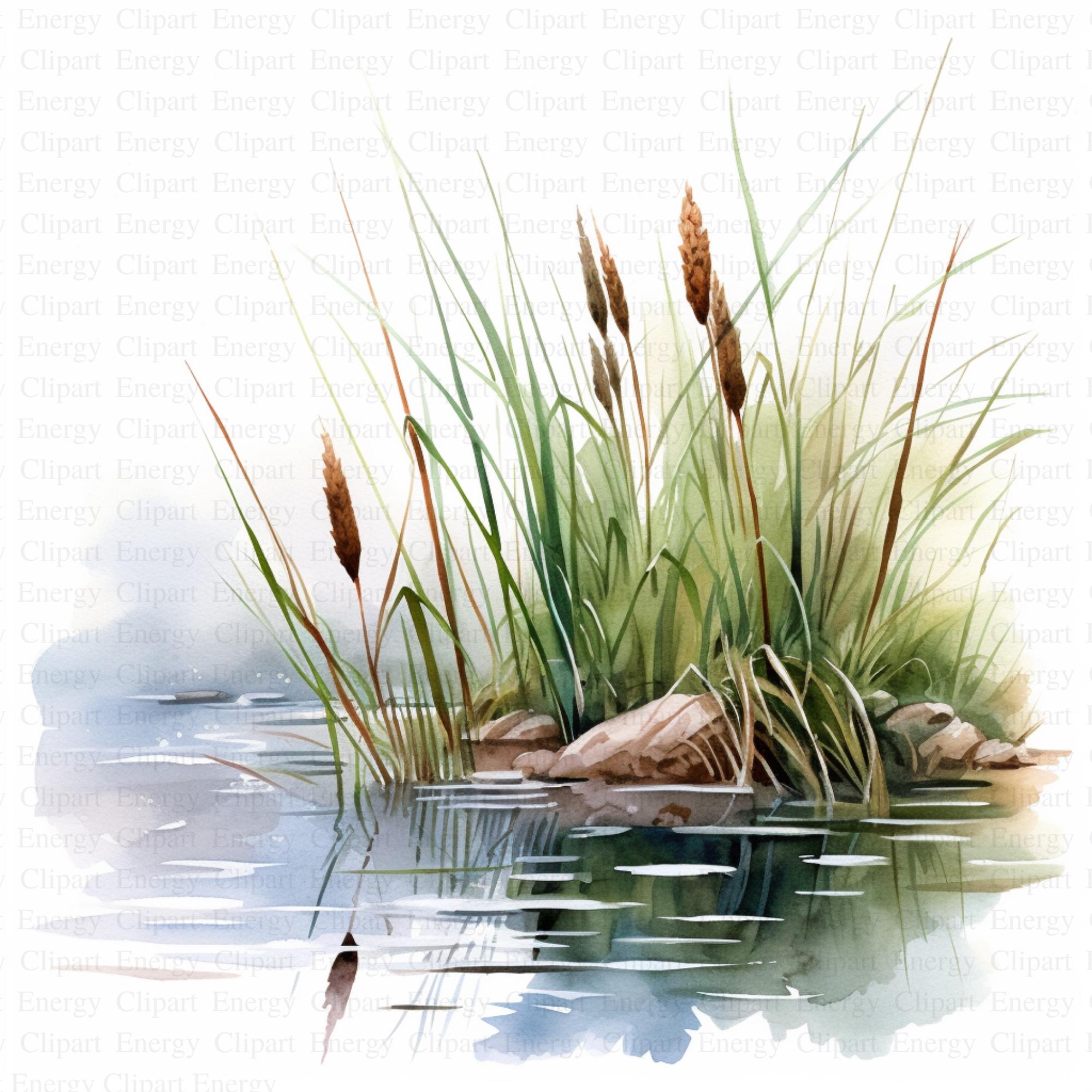 Cattails and Reeds in Water Pond Clipart 5 High Quality Jpgs Instant ...