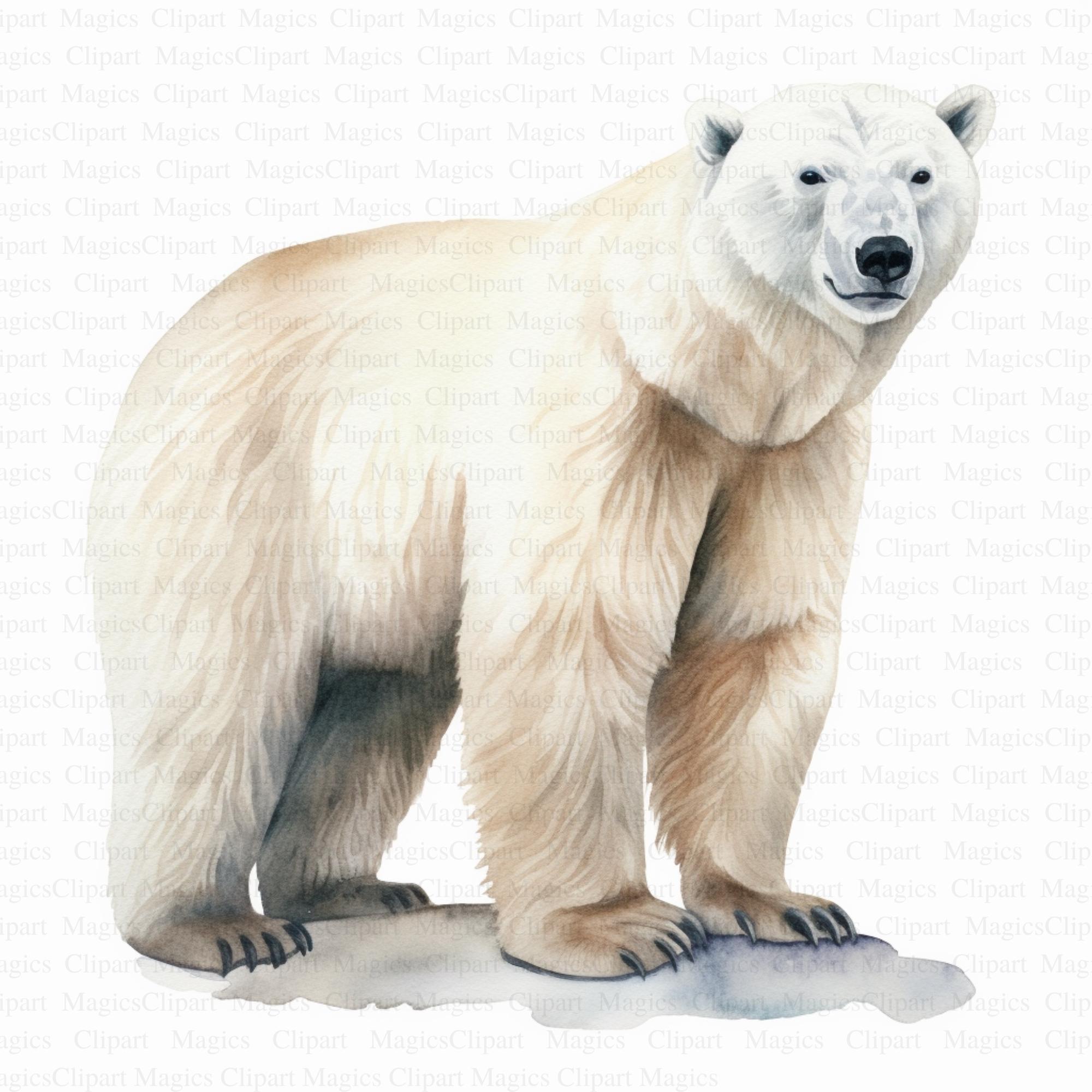 Polar Bear Clipart 5 High Quality Jpgs Digitaldownload Polar Bear Print ...