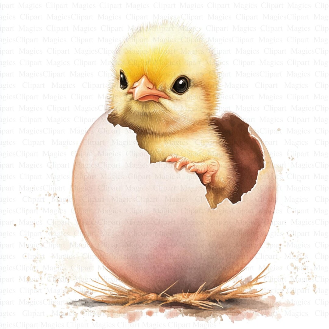 Chick Hatching Clipart 5 High Quality Jpgs Digitaldownload Egg Hatching ...