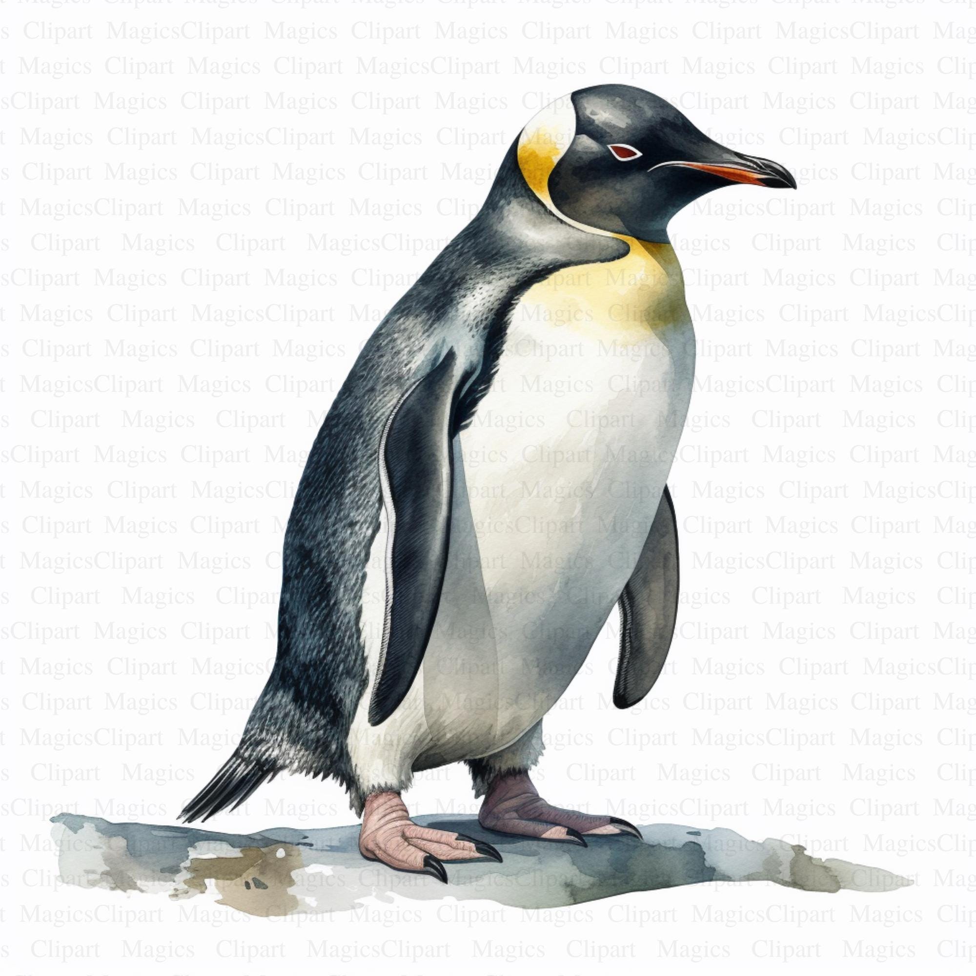 Penguin Clipart 5 High Quality Jpgs Instant Digital Download ...
