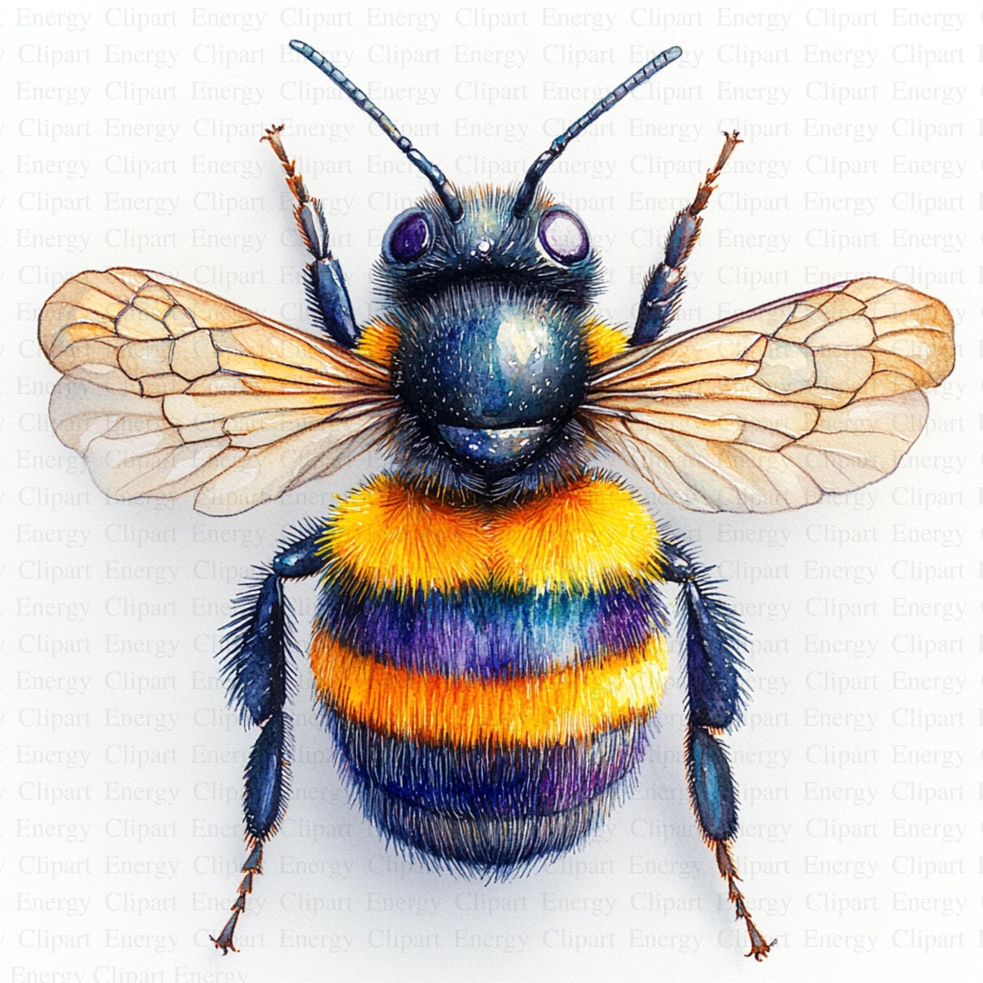 Bumblebee Clipart 5 High Quality Jpgs Digital Download Watercolor ...