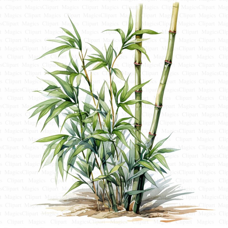 Bamboo Clipart 5 High Quality Jpgs Digital Download Card Making ...