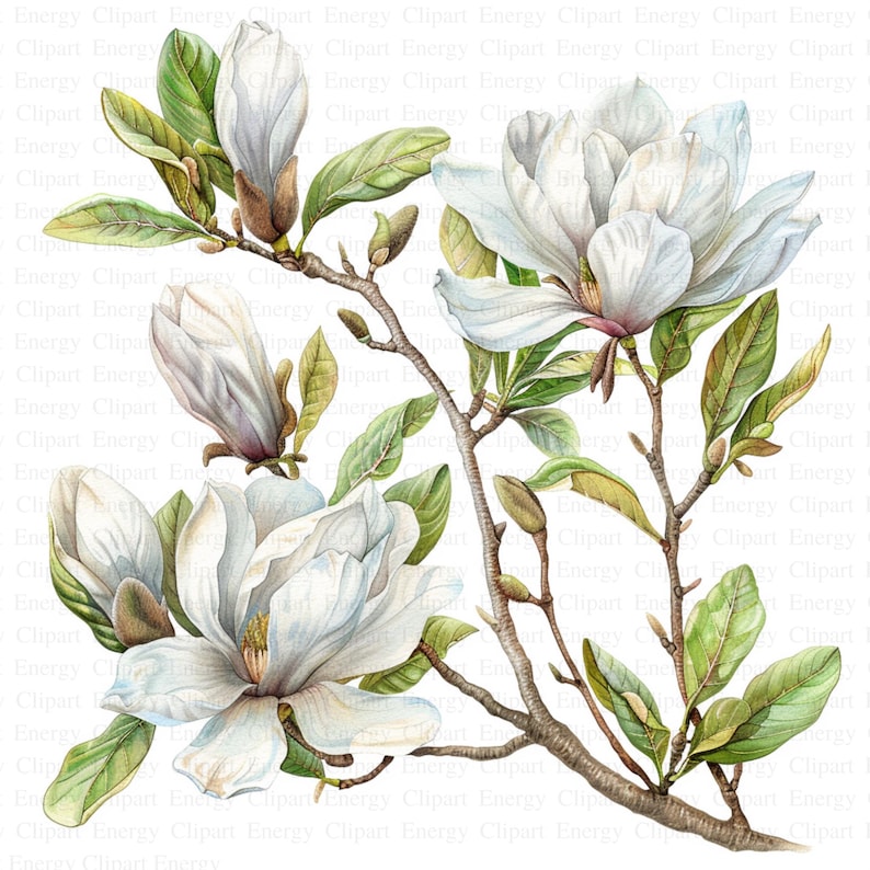 Magnolia Branches Clipart 5 High Quality Jpgs Digital Download Digital ...