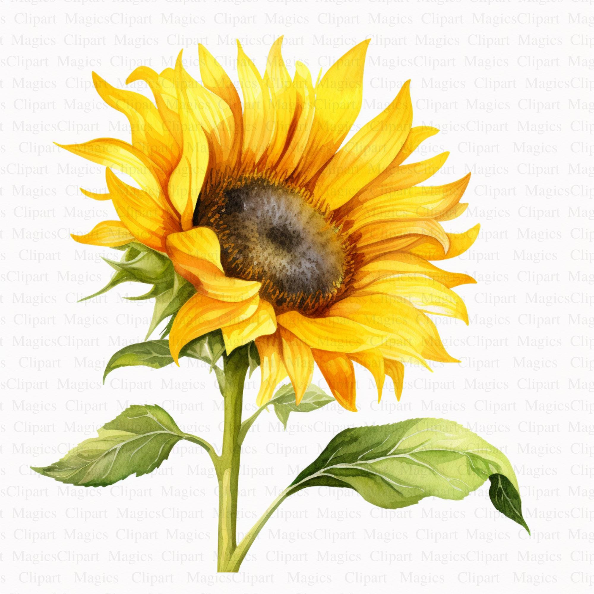 Sunflower Clipart 5 High Quality Jpgs Digital Download Botanical Art ...