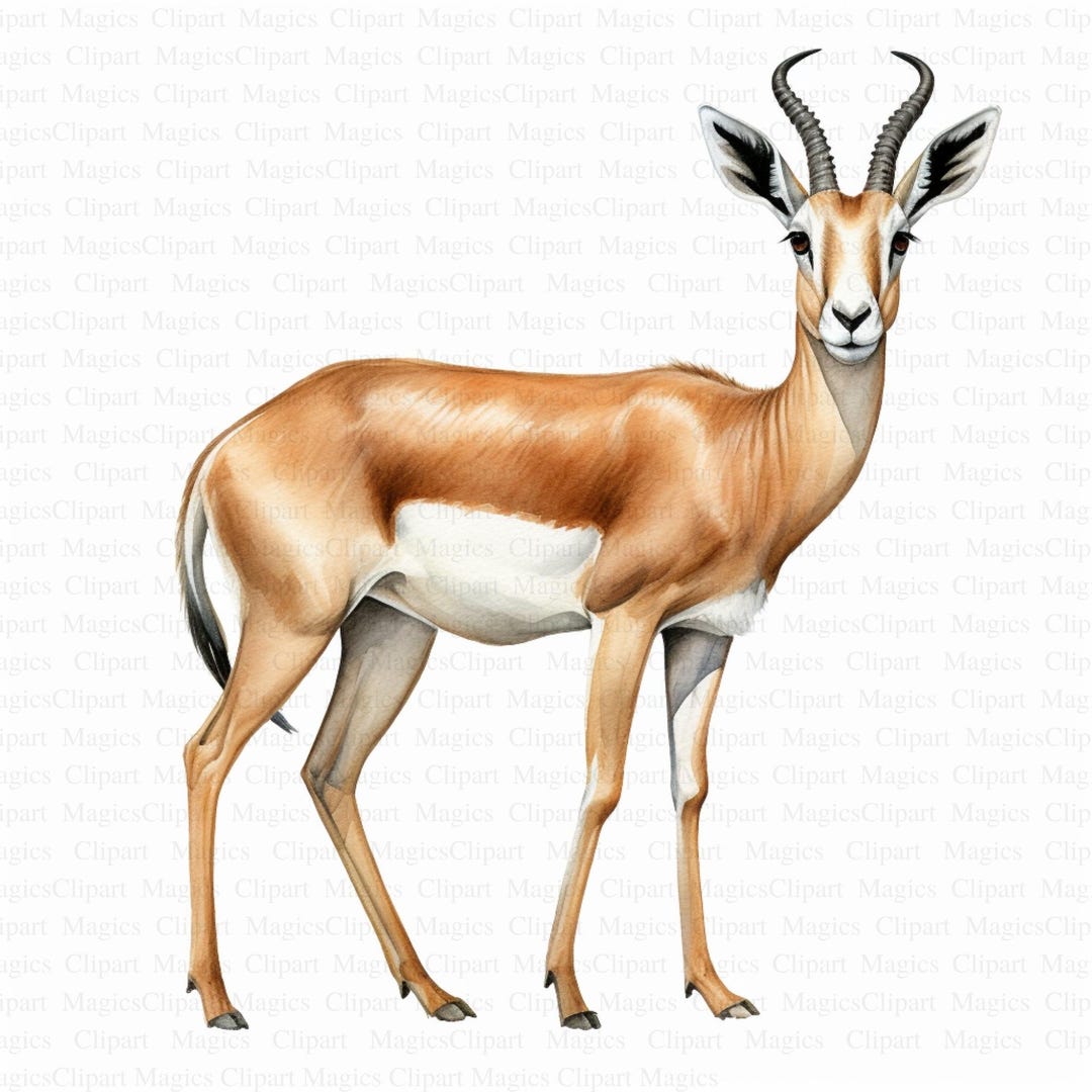 Grant's Gazelle Clipart 6 High Quality Jpgs Instant Digital Download ...