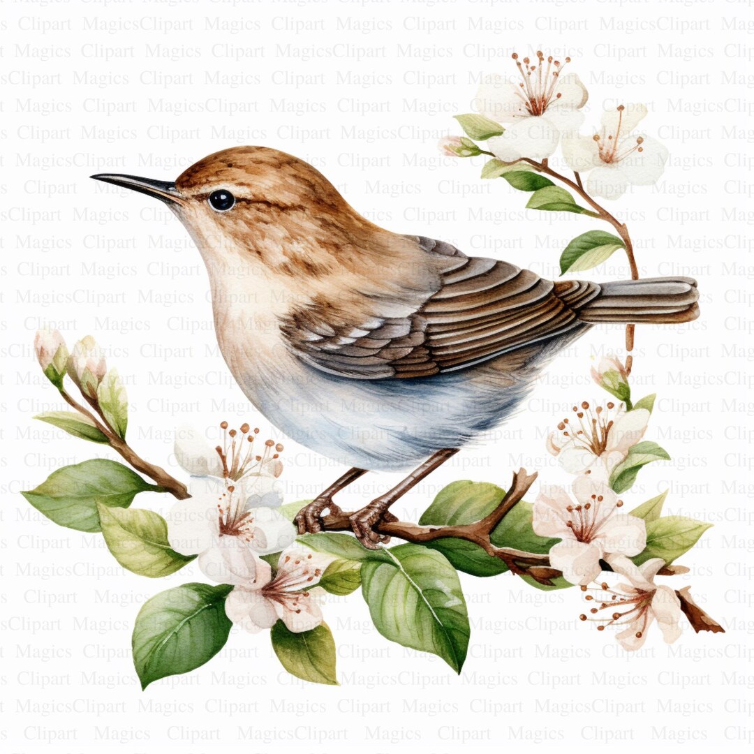 Wren Clipart 5 High Quality Jpgs Digital Download Digital Paper Craft ...