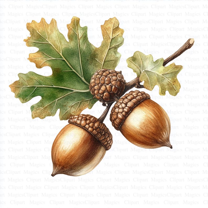Oak Acorns Clipart | 5 High Quality Jpgs | Digital Download | Digital ...