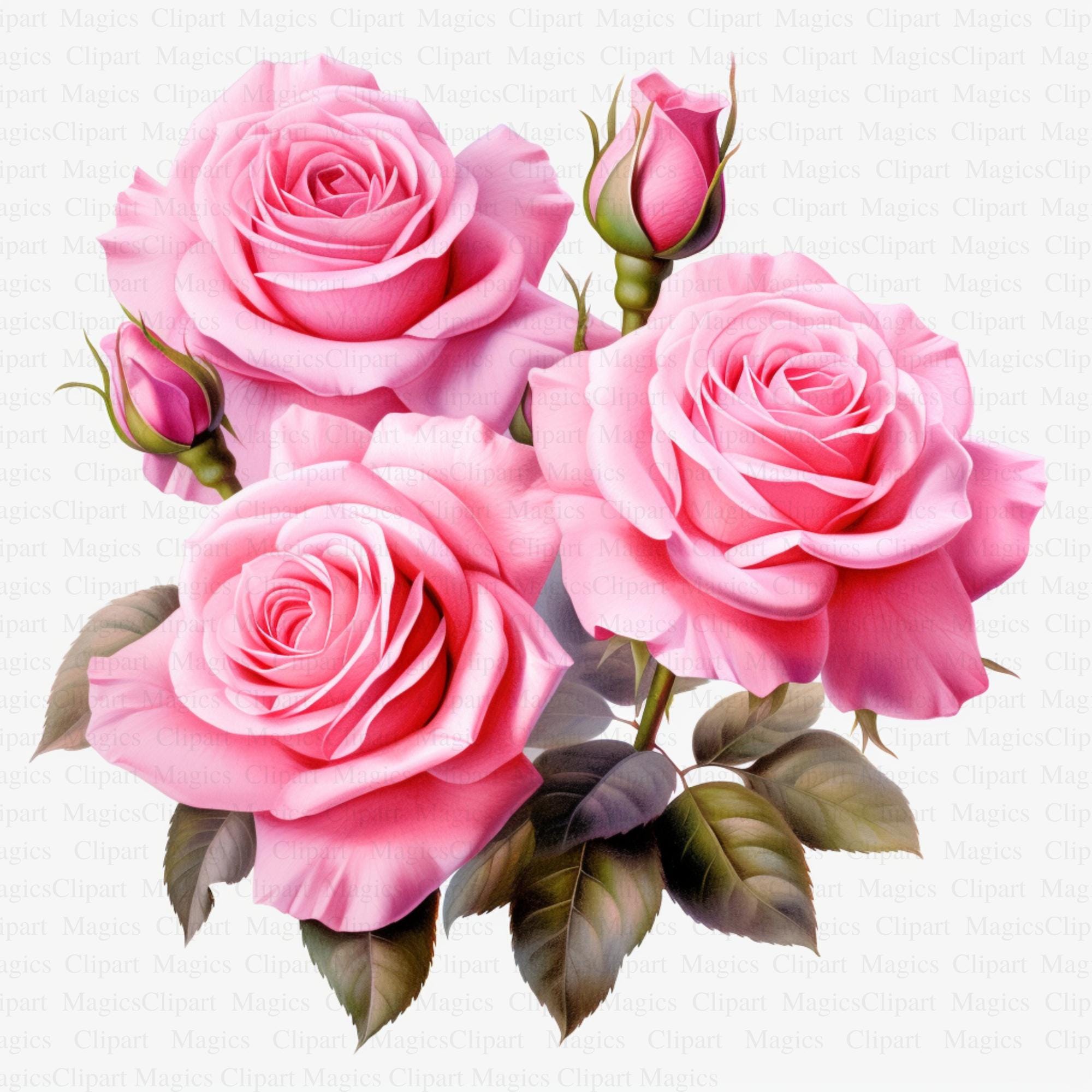 Pink Roses Clipart 5 High Quality Jpgs Digital Download Scrapbooking ...
