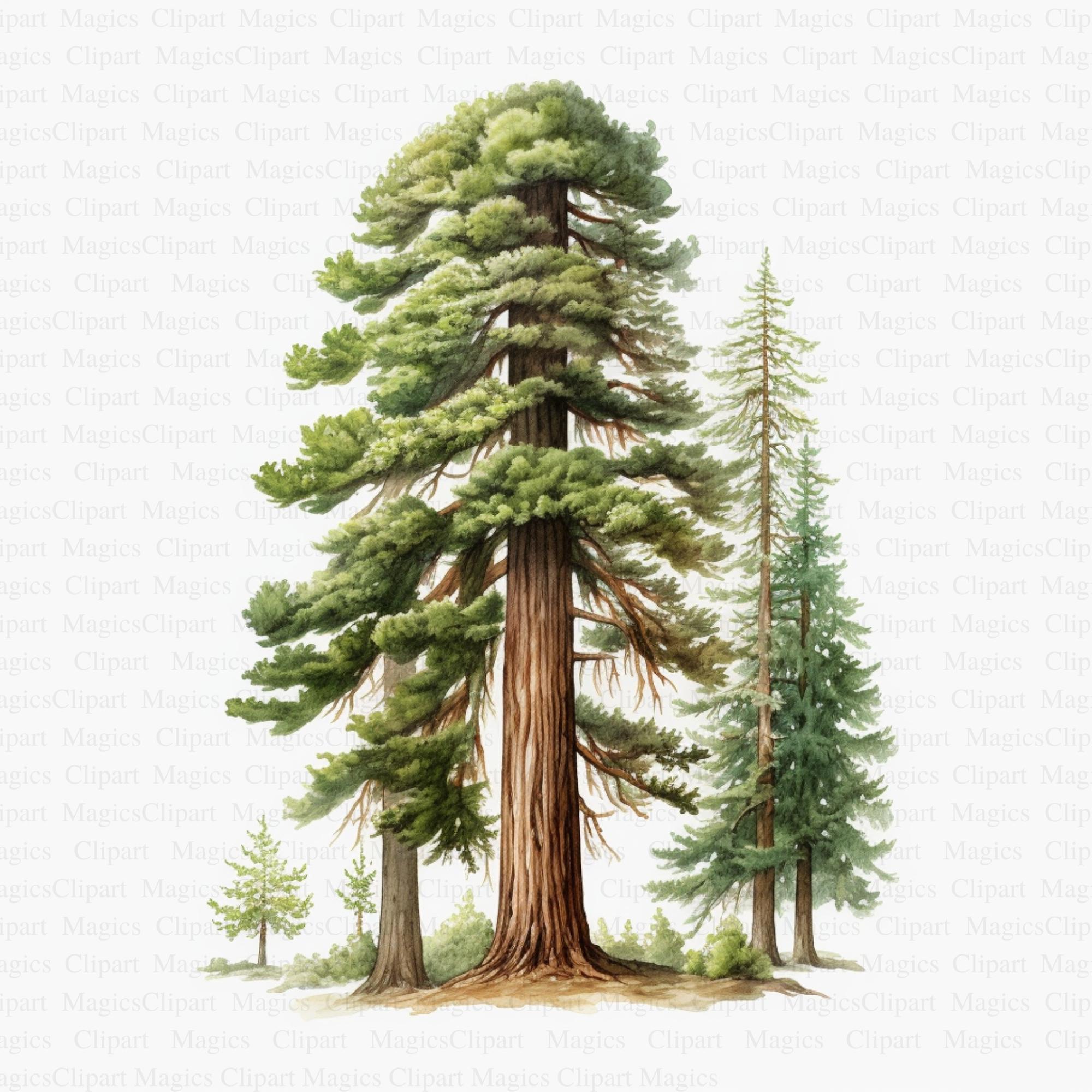 Sequoia Trees Clipart 5 High Quality Jpgs Digitaldownload Card Making ...