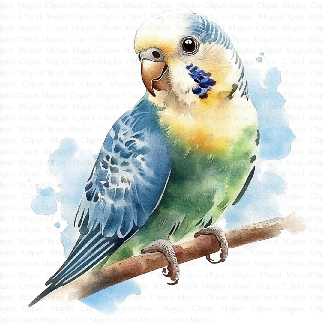 Budgie Clipart 5 High Quality Jpgs Digitaldownload Watercolor ...