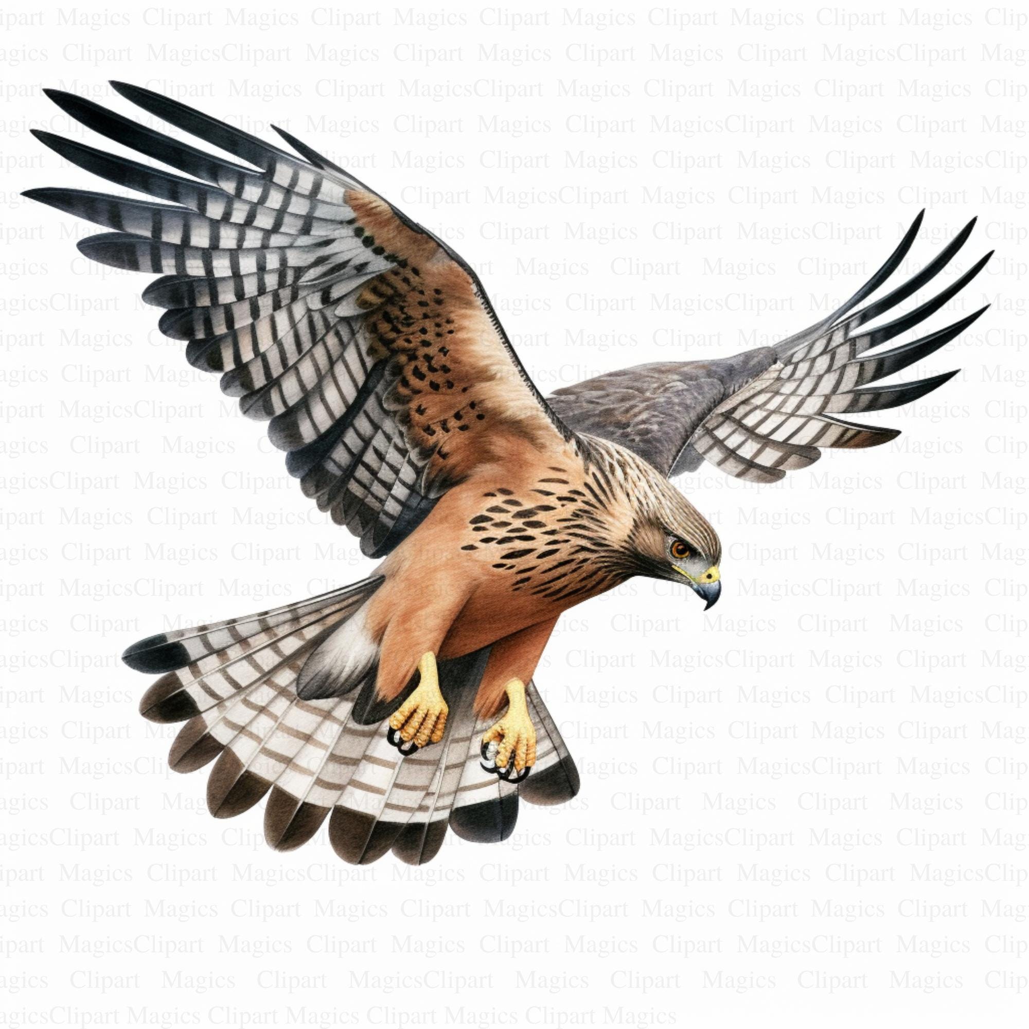 Cooper's Hawk Clipart | 5 High Quality Jpgs | Instant Digital Download ...