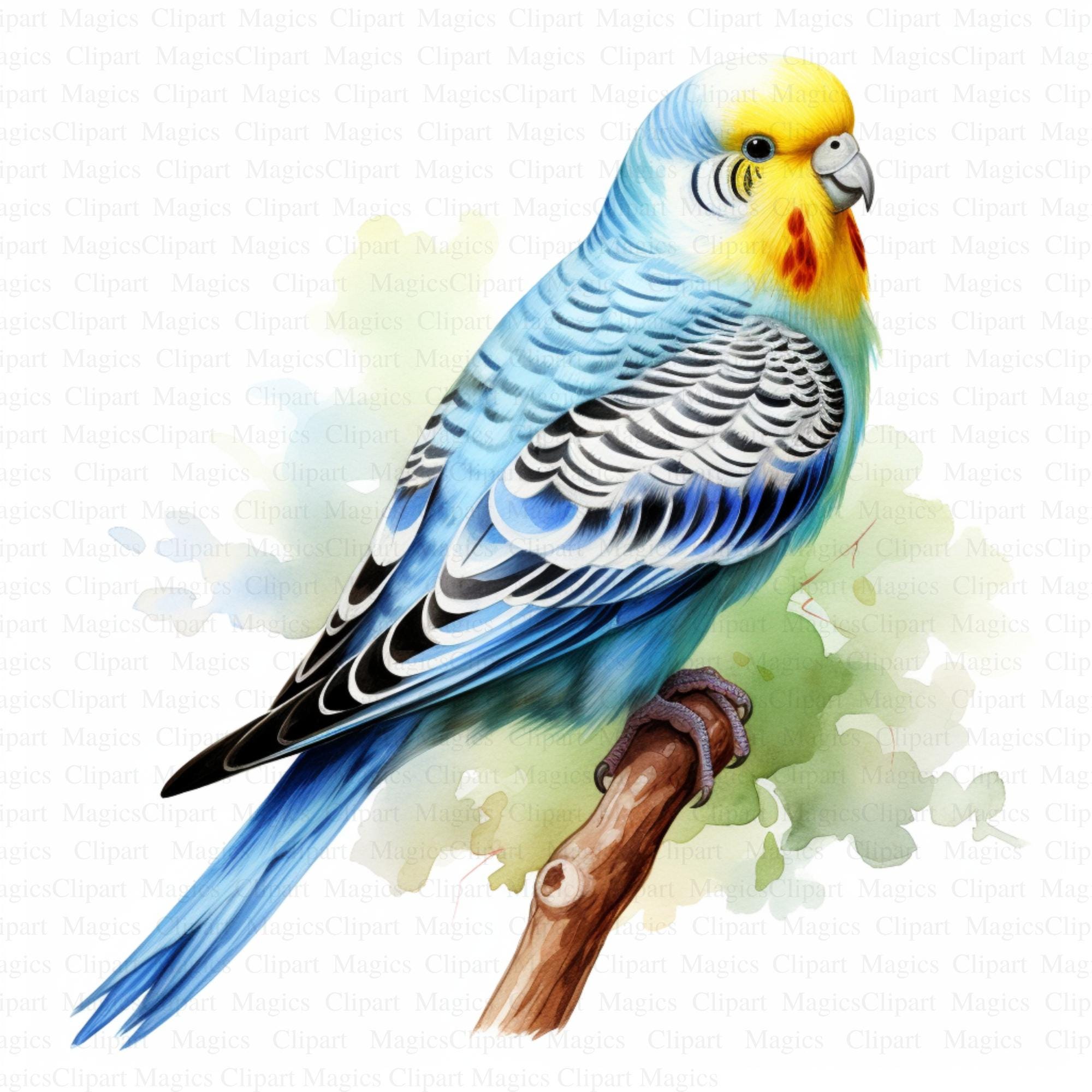 Budgie Clipart 5 High Quality Jpgs Digitaldownload Watercolor ...