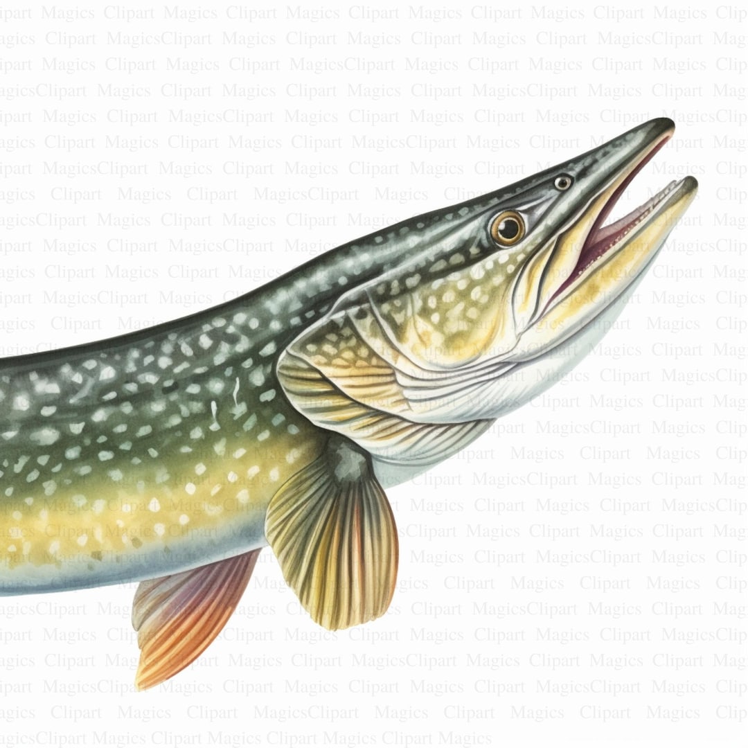 Northern Pike Clipart 5 High Quality Jpgs Digital Download Art Card ...