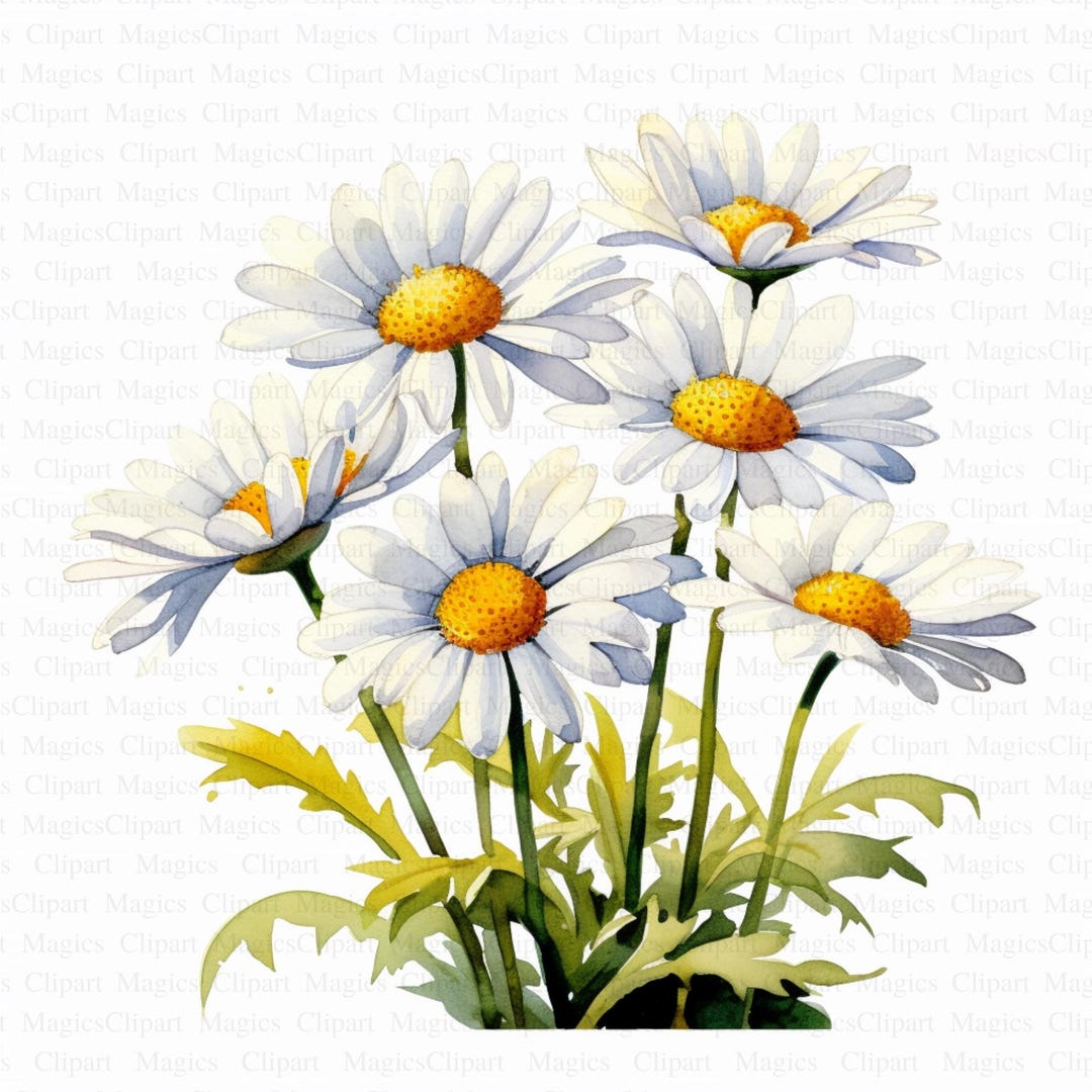 Daisy Flower Clipart 5 High Quality Jpgs Digitaldownload Spring Flower ...