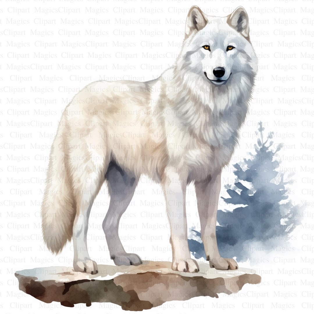 White Wolf Clipart | 5 High Quality Jpgs | Digital Download | Card ...