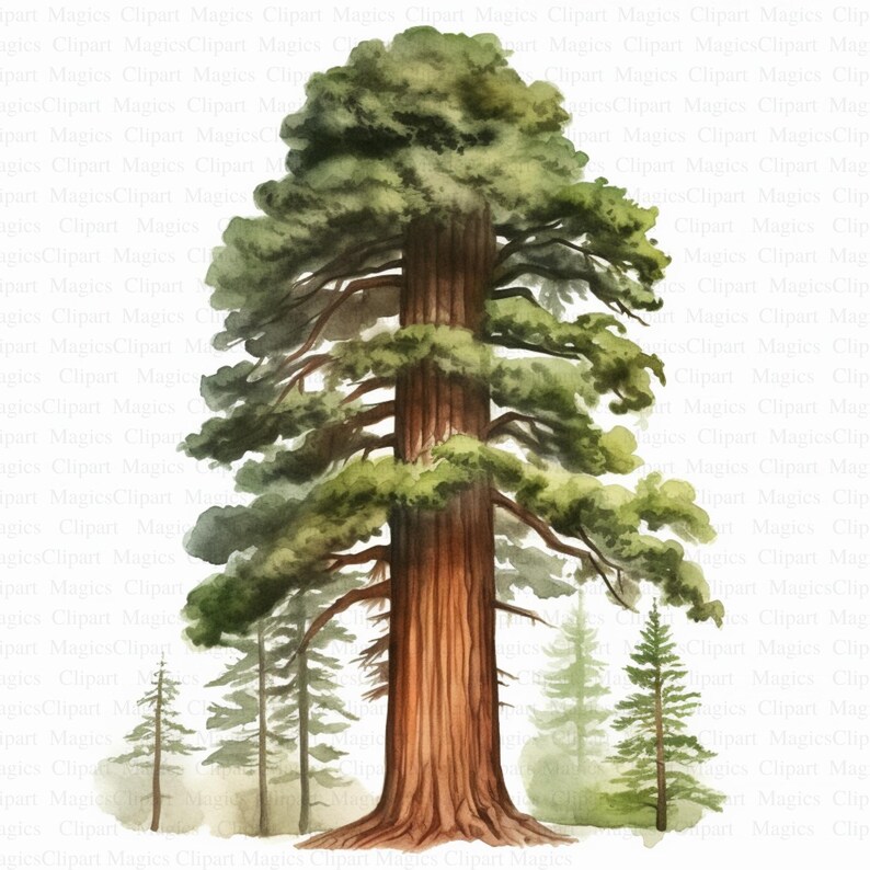 Sequoia Trees Clipart 5 High Quality Jpgs Digitaldownload Card Making ...