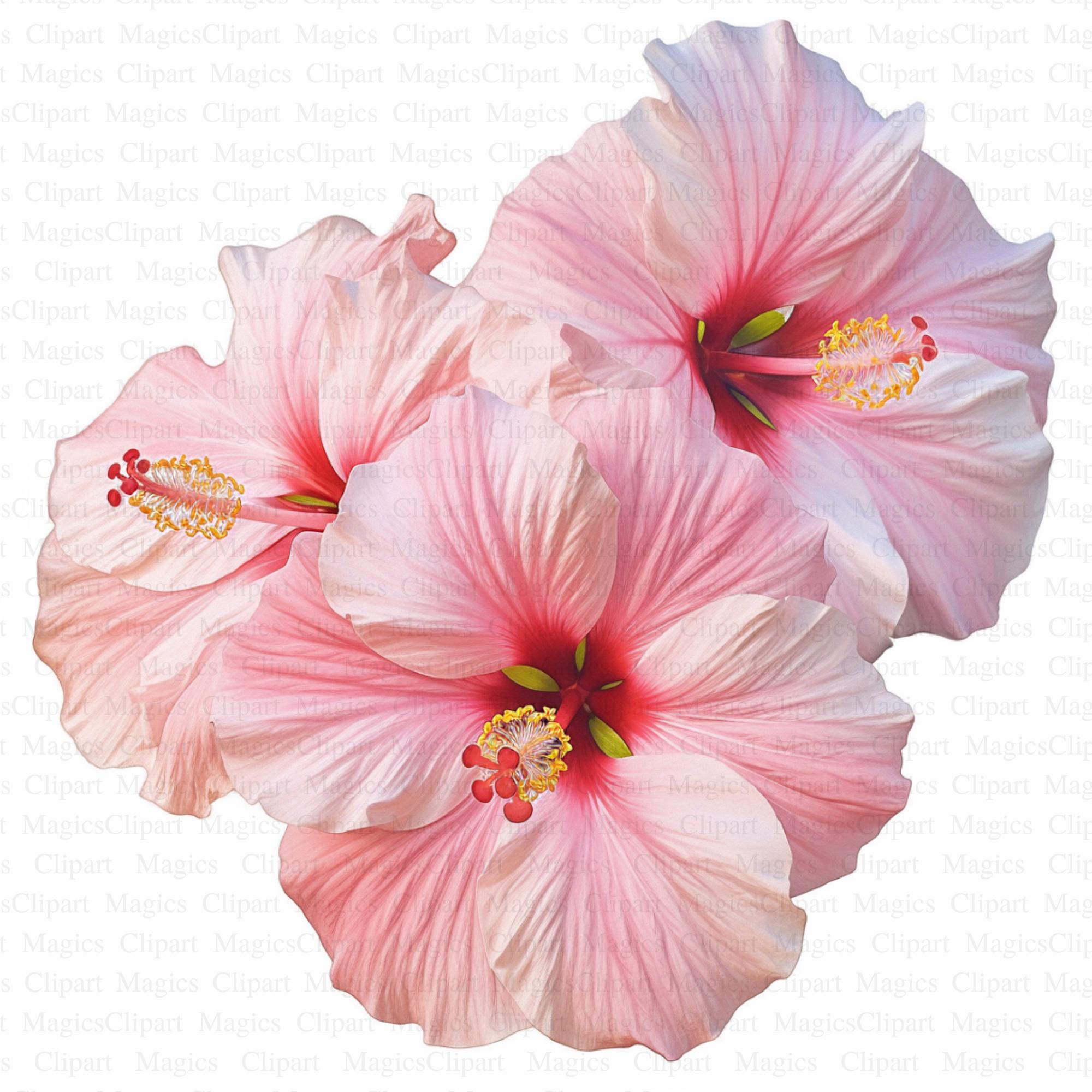 Hibiscus Clipart 5 High Quality Jpgs Digital Download Digital Paper ...