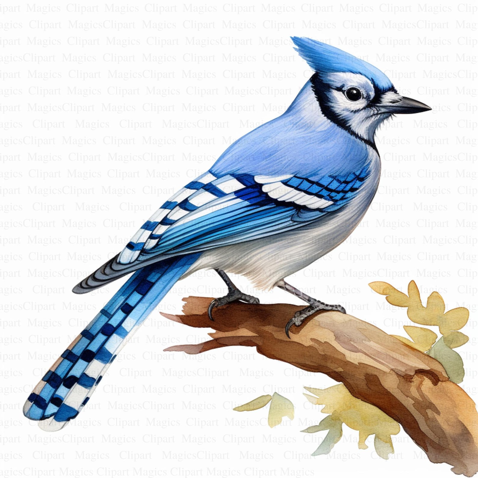 Blue Jay Clipart 5 High Quality Jpgs Digitaldownload Card Making Nursery Art Cute Bird Clipart ...