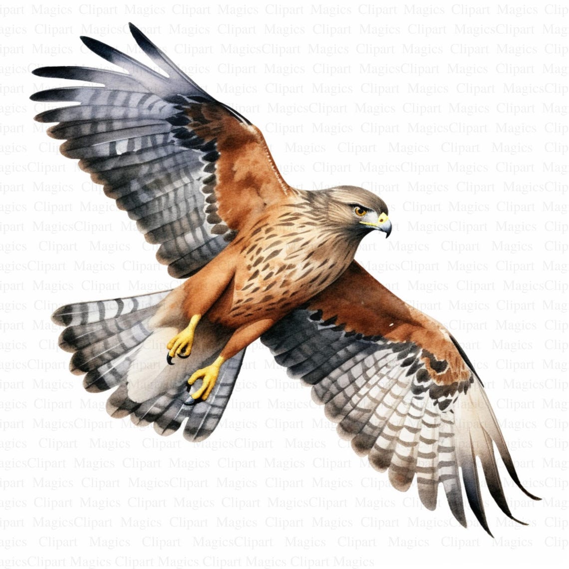 Cooper's Hawk Clipart | 5 High Quality Jpgs | Instant Digital Download ...