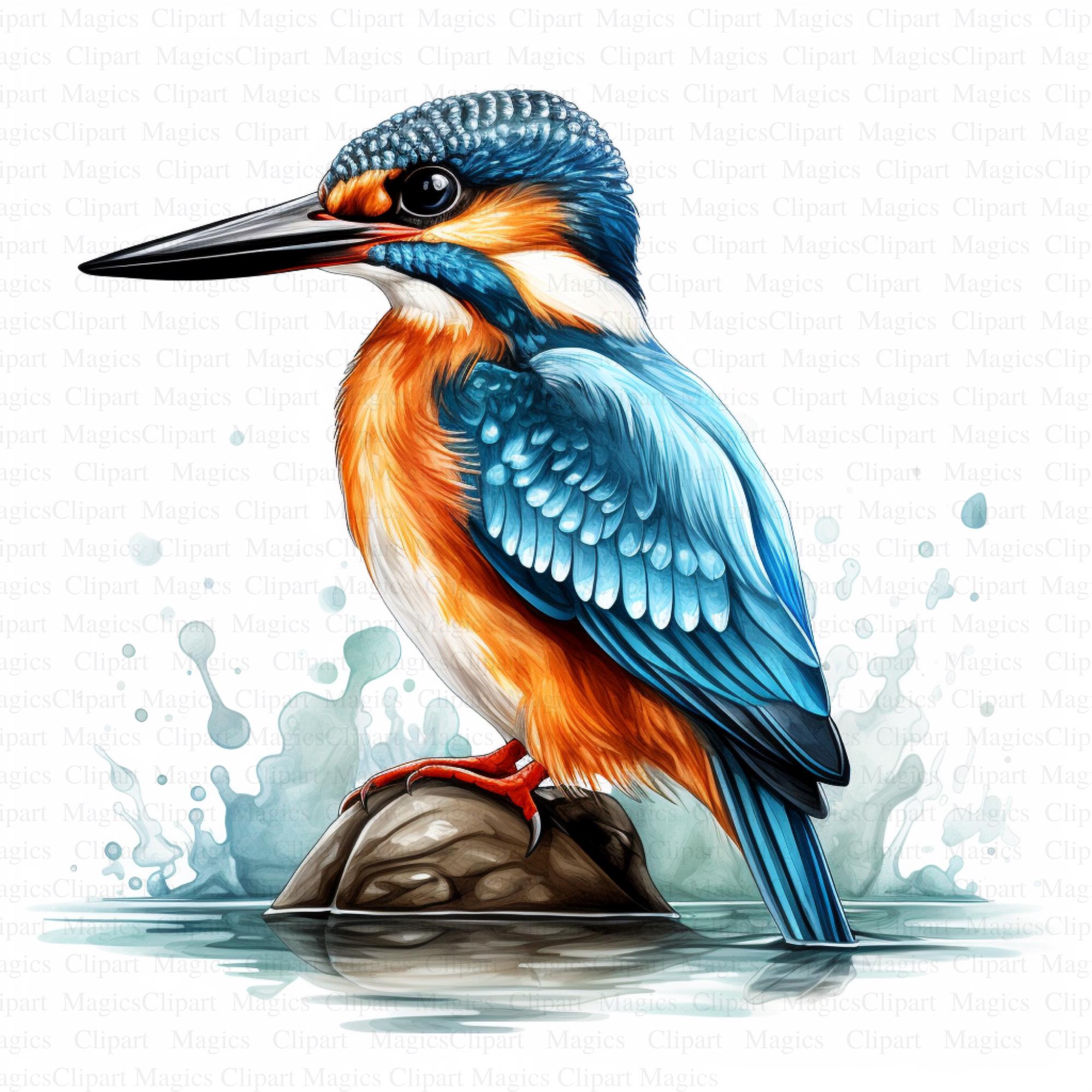 Kingfisher Bird Clipart 5 High Quality Jpgs Digitaldownload Card Making ...