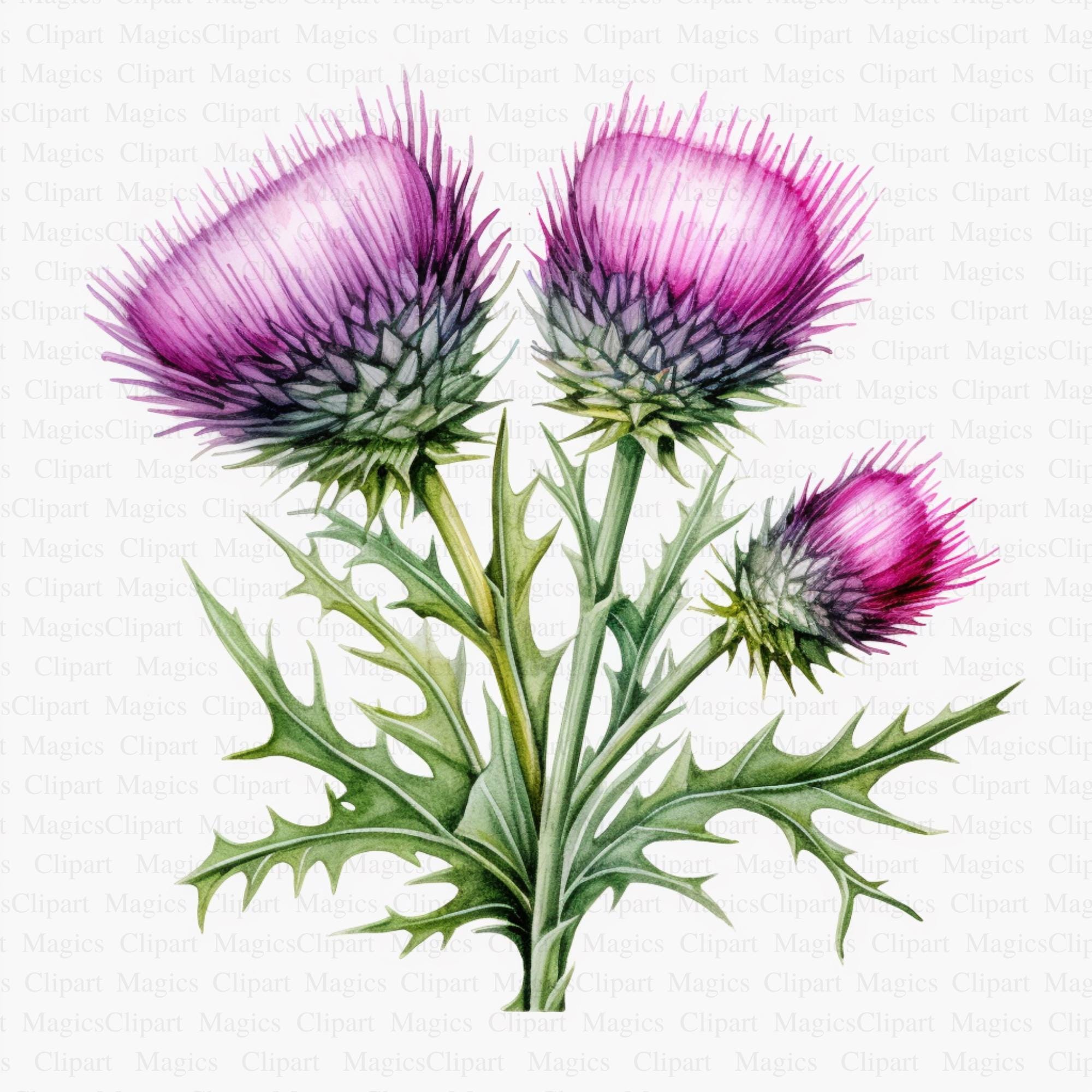 Thistle Clipart 5 High Quality Pngs Botanical Art Digital Download ...